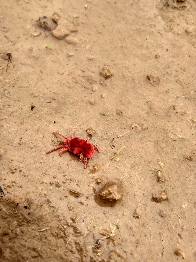 Red Velvet Mites, Rain Bugs, Red Clover Mites, Trombidiidae Stock Image ...