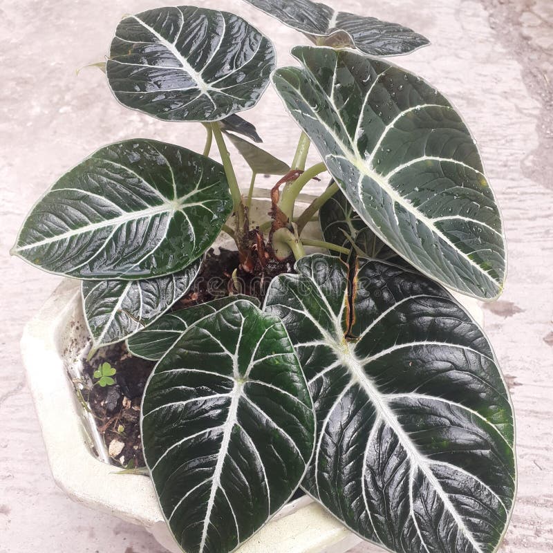 Red velvet plant stock image. Image of tree, laef, plant - 359527815