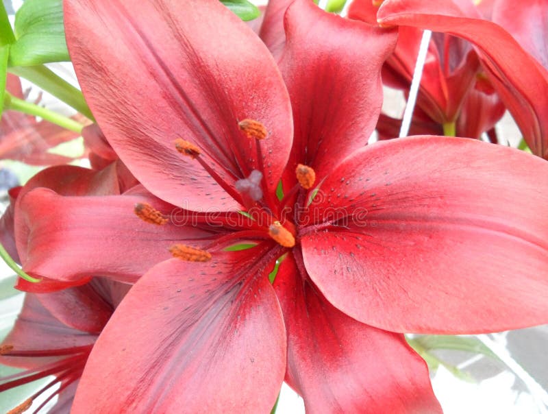 Red Velvet Pollen of a Blooming Red Lily Stock Image - Image of vivid ...