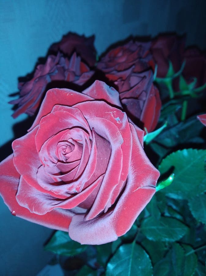 Red velvet rose stock photo. Image of rose, plant, velvet - 246686688
