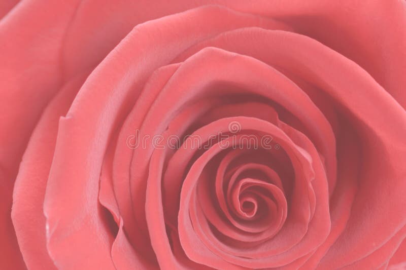 Red Velvet Rose Close Up. Floral Texture Stock Image - Image of ...