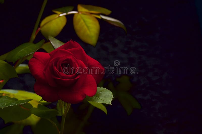 Red velvet rose stock photo. Image of gift, freshness - 54250158