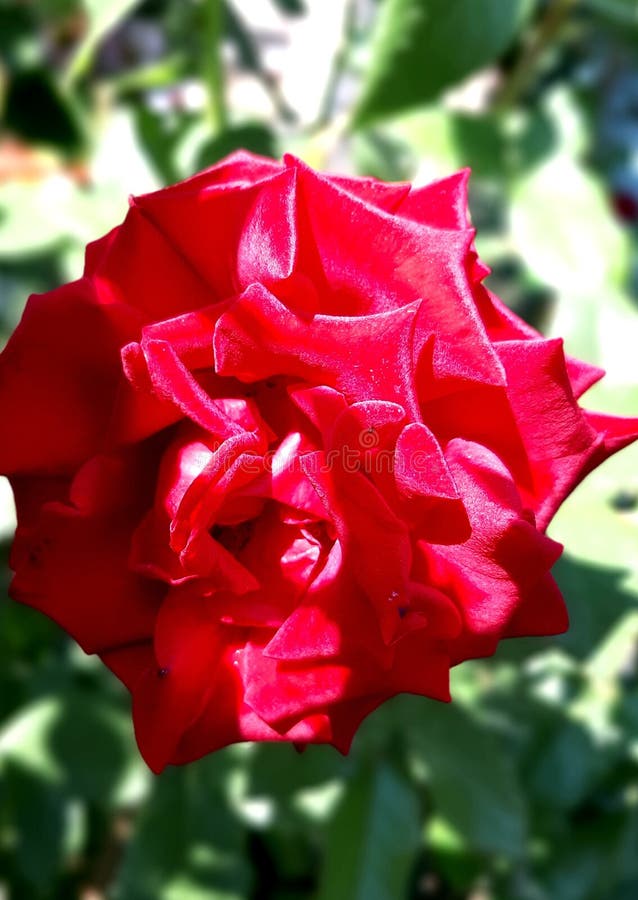 Red Velvet Rose. the Flower Has Opened Its Petals Stock Image - Image ...