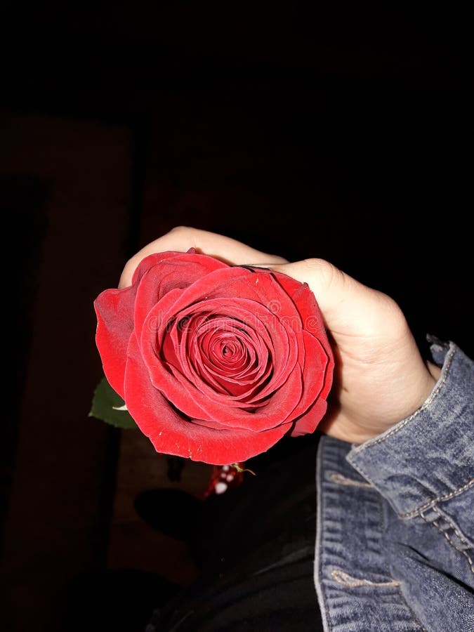 Red velvet rose stock image. Image of rose, flower, velvet - 243788709