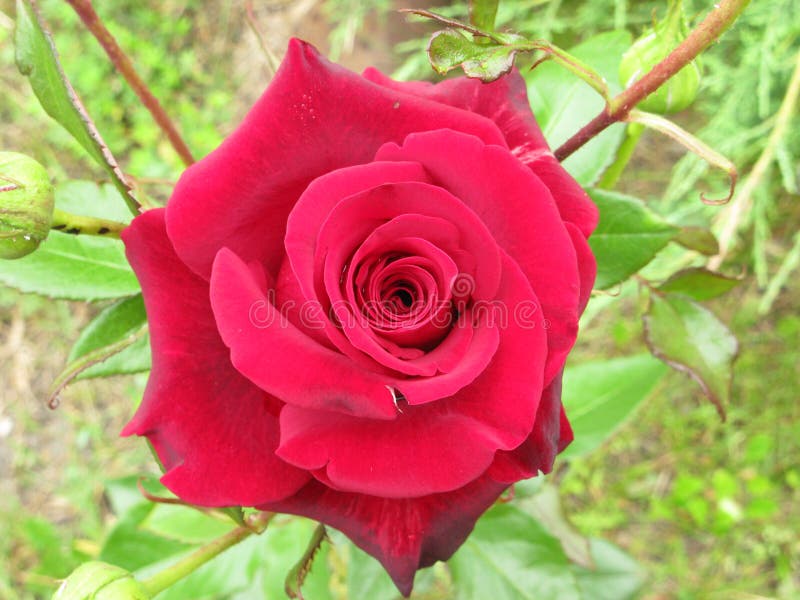 Red velvet rose stock photo. Image of garden, shot, frame - 94264588