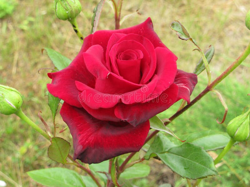 Red velvet rose stock image. Image of frame, bouquet - 94264961