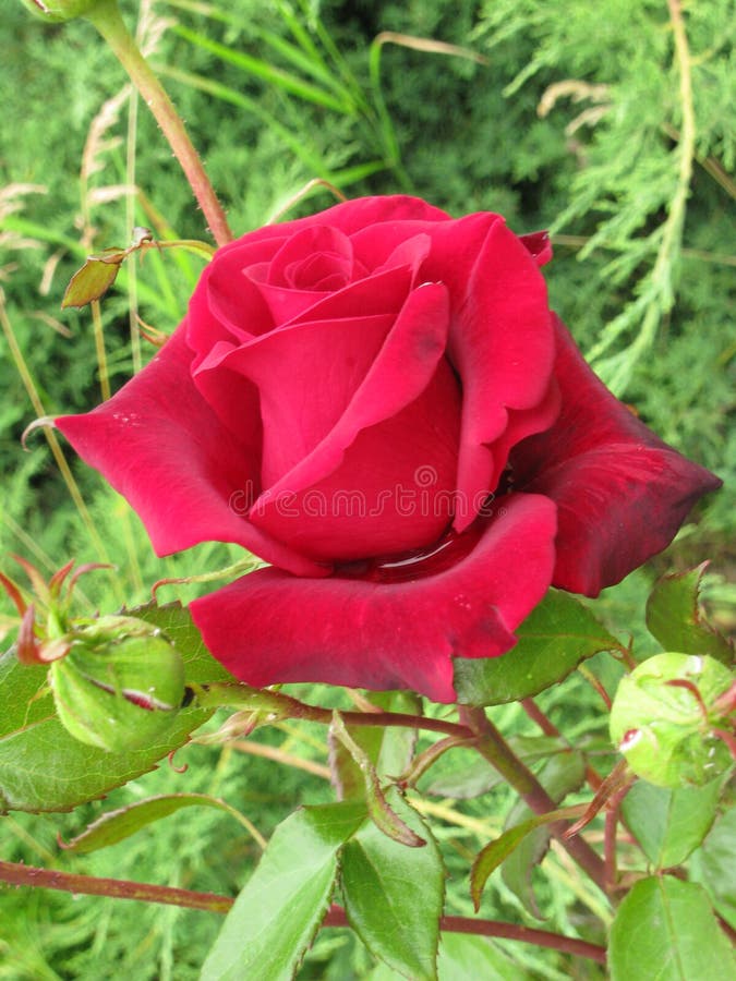 Red velvet rose stock photo. Image of beautiful, flowers - 94264672