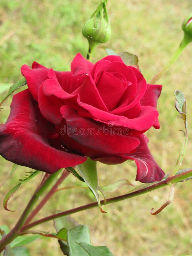 Red velvet rose stock image. Image of flower, beauty - 94265039