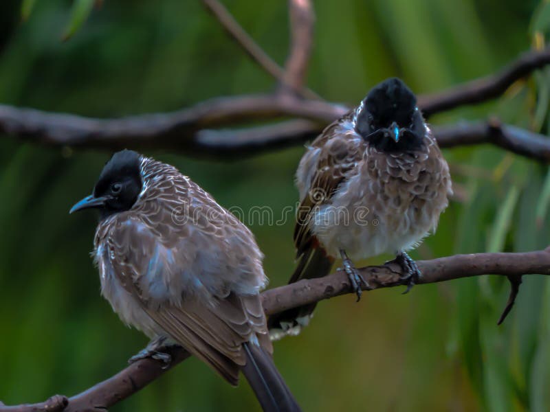 Red Vented Bulbul in Asia during Monsoon on Trees Stock Photo - Image ...