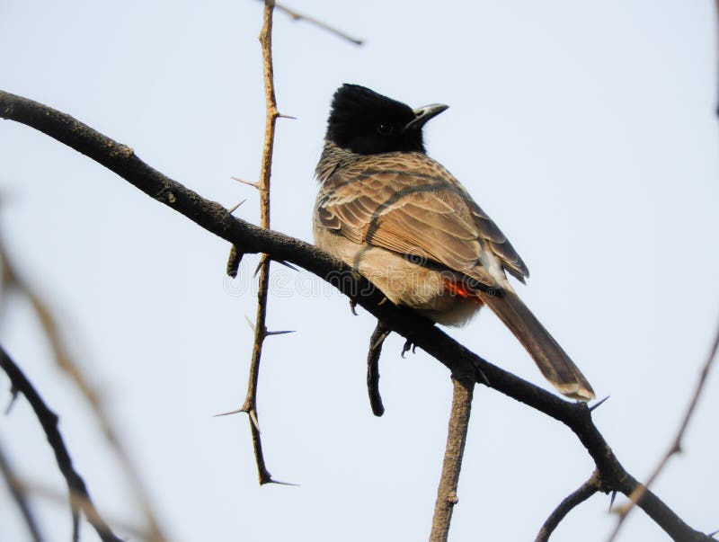 Red vented bulbul stock image. Image of song, bulbul - 138036629