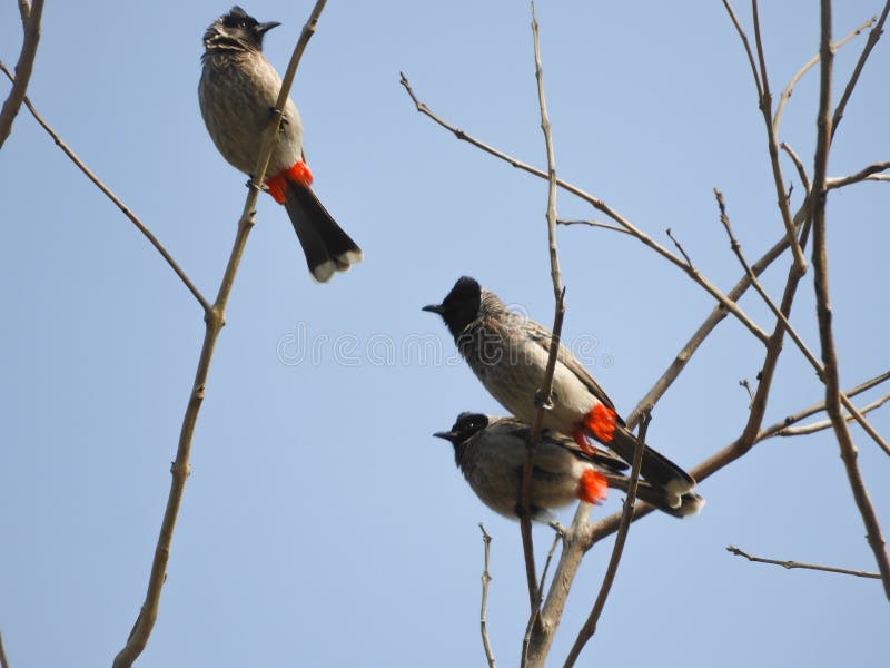 Red vented bulbul stock image. Image of passerine, tree - 138069307