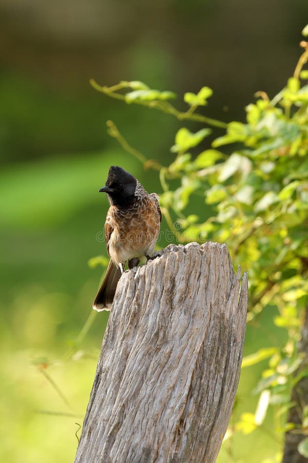 Red-vented bulbul stock image. Image of wild, pycnonotus - 129451011