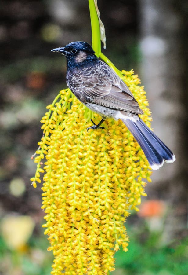 Red Vented Bulbul Bird Feeding on a Cluster of Pritchardia Palm Fruit ...