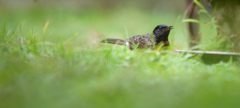Red-vented Bulbul Bird on the Ground Searching for Food Stock Image ...