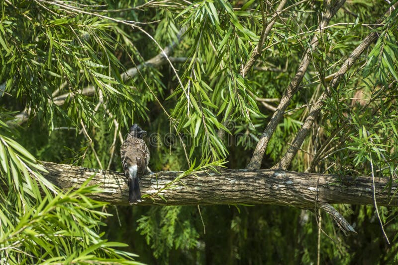 Red-vented Bulbul stock photo. Image of head, bulbul - 330285366