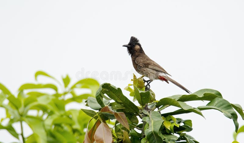 Red Vented Bulbul stock image. Image of black, tree - 255004971