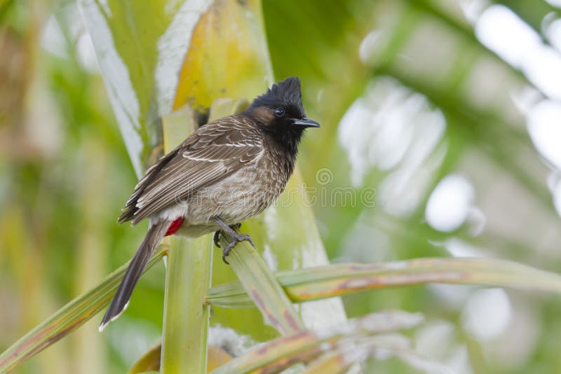 Red-vented Bulbul Bird in Nepal Stock Image - Image of wildlife ...