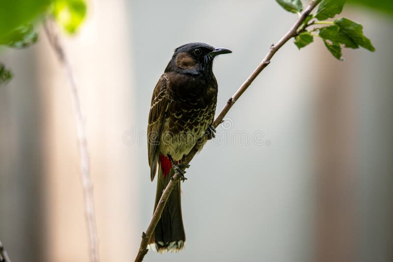 Red Vented Bulbul, Bird, Natural, Nature Stock Photo - Image of wild ...