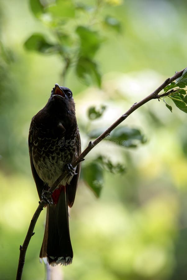 Red Vented Bulbul, Bird, Natural, Nature Stock Photo - Image of wild ...