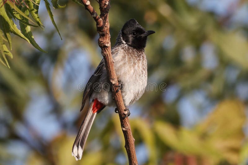 Red-vented Bulbul Bird Perched on a Tree Branch Stock Photo - Image of ...