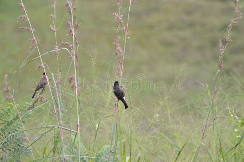 Red-vented Bulbul Birds Couple Stock Image - Image of couple, bulbul ...