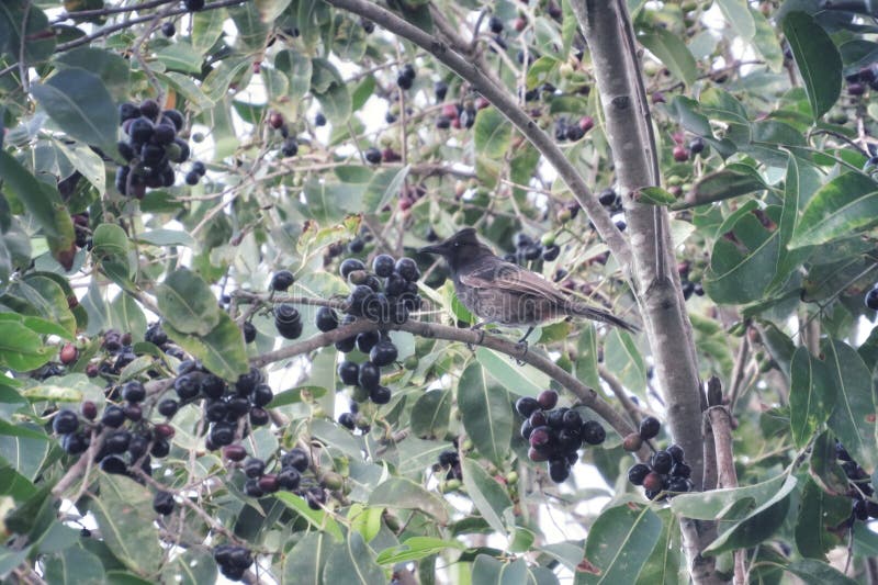 Red-vented Bulbul on Branch Stock Image - Image of produce, food: 270595189