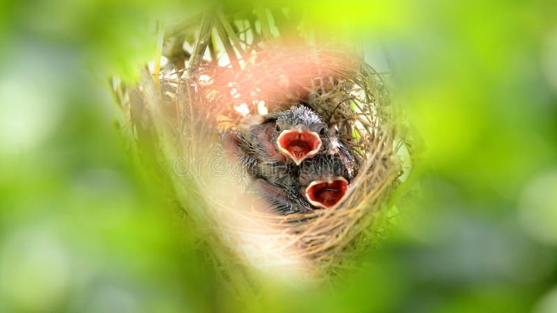 Red-vented Bulbul chicks stock photo. Image of bulbul - 339655948