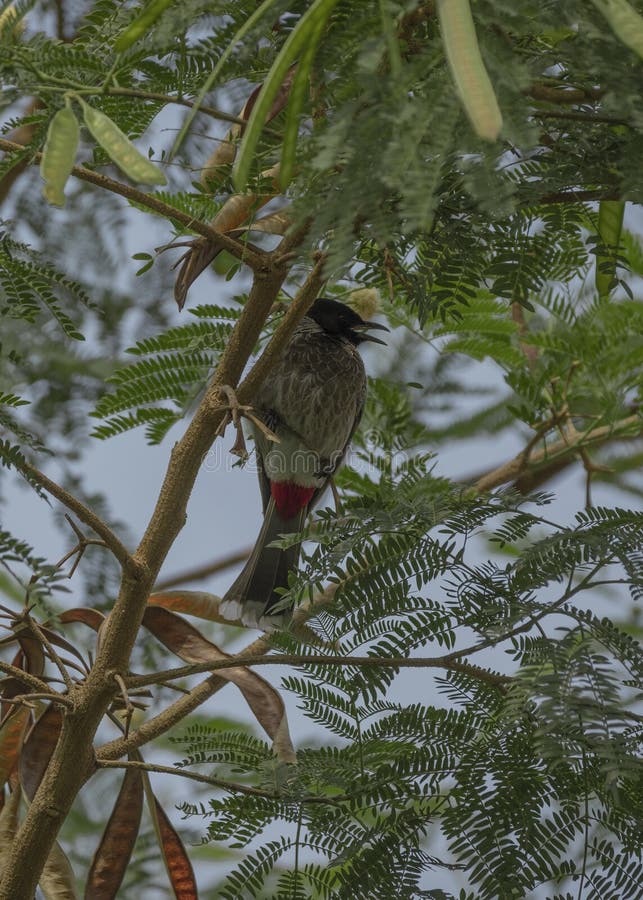 Red Vented Bulbul Common Bird of India Stock Photo - Image of animal ...