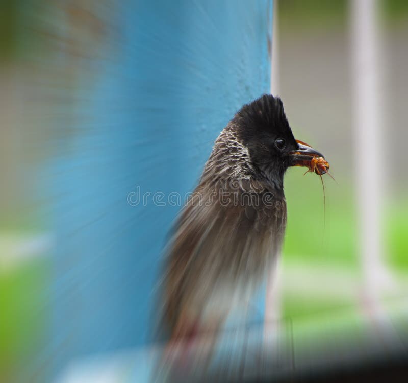 Red Vented Bulbul Hunting and Eating Insect Stock Photo - Image of bird ...