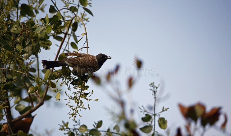 Red Vented Bulbul Perched in a Tree in the Forest Stock Image - Image ...