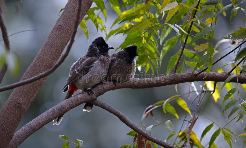 Red Vented Bulbul Perched in a Tree in the Forest Stock Photo - Image ...