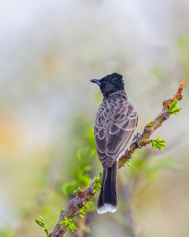 A Red Vented Bulbul stock photo. Image of small, indian - 315559246