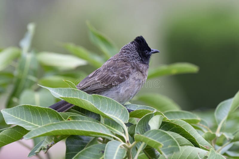 Red-vented Bulbul Pycnonotus Cafer Perching on Tree Branch Stock Image ...