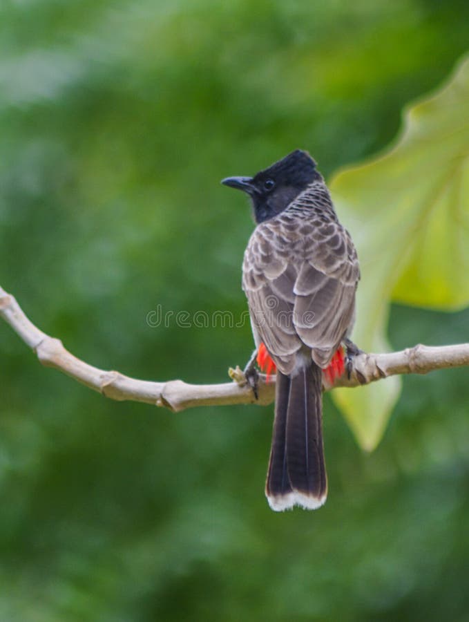 Red-vented Bulbul (Pycnonotus Cafer) Stock Photo - Image of sparrow ...