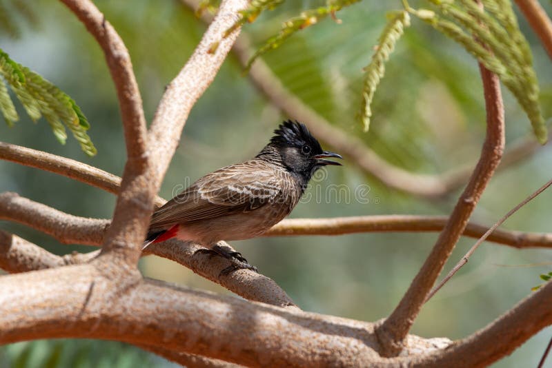 Red-vented Bulbul Pycnonotus Cafer Sitting in a Tree Stock Image ...