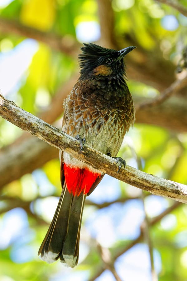 Fijian Red-vented Bulbul, Fiji Stock Image - Image of vent, tail: 128421045