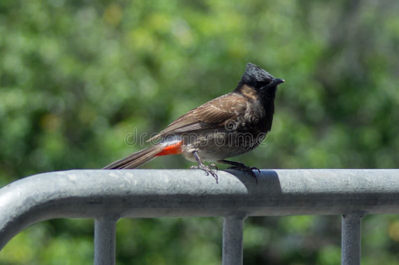 Red-vented bulbul stock image. Image of hawaii, redvented - 240043551