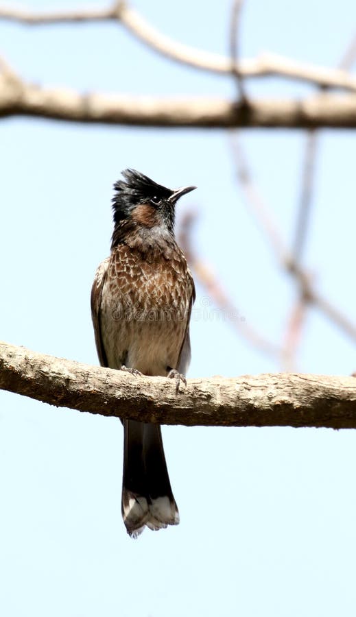 Red-vented bulbul stock image. Image of white, subcontinent - 115020345
