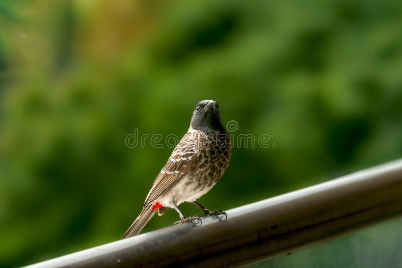 Red Vented Bulbul Seating on Riling Stock Image - Image of branch ...