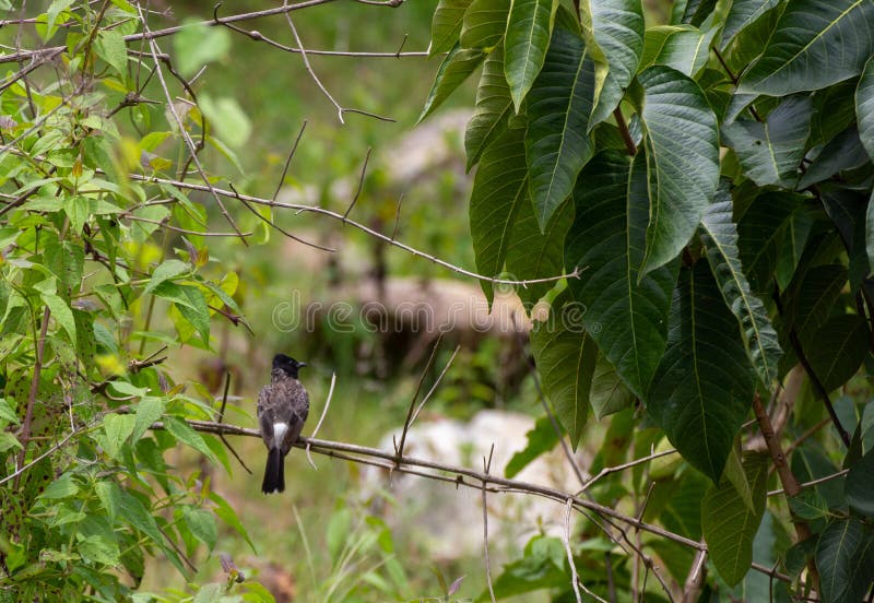 The Red -vented Bulbul Sitting on a Thin Branch of a Tree Stock Image ...