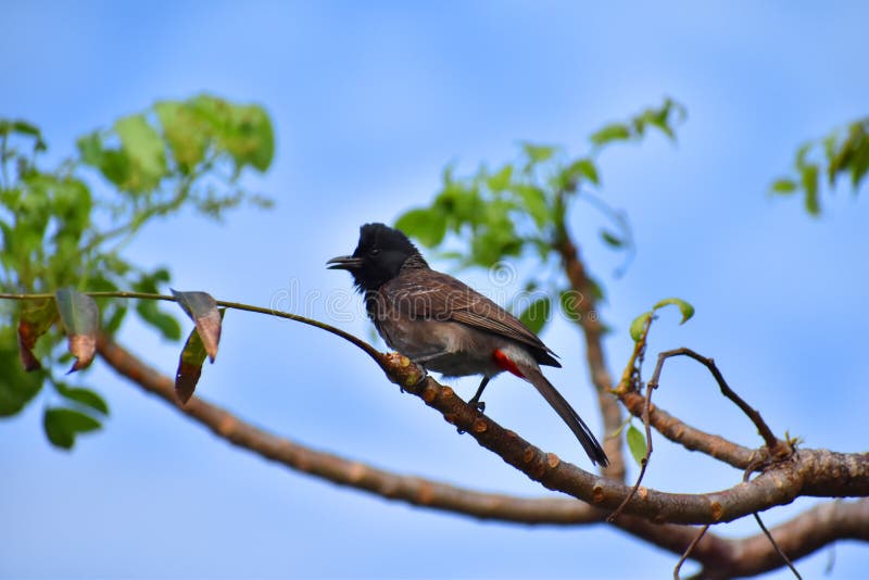 Red-vented Bulbul - Sri Lanka Stock Image - Image of attidiya, birds ...