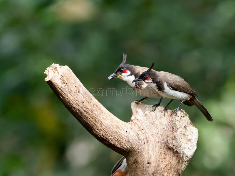 Red Vented Bulbul on a Tree Trunk Stock Image - Image of head, asia ...