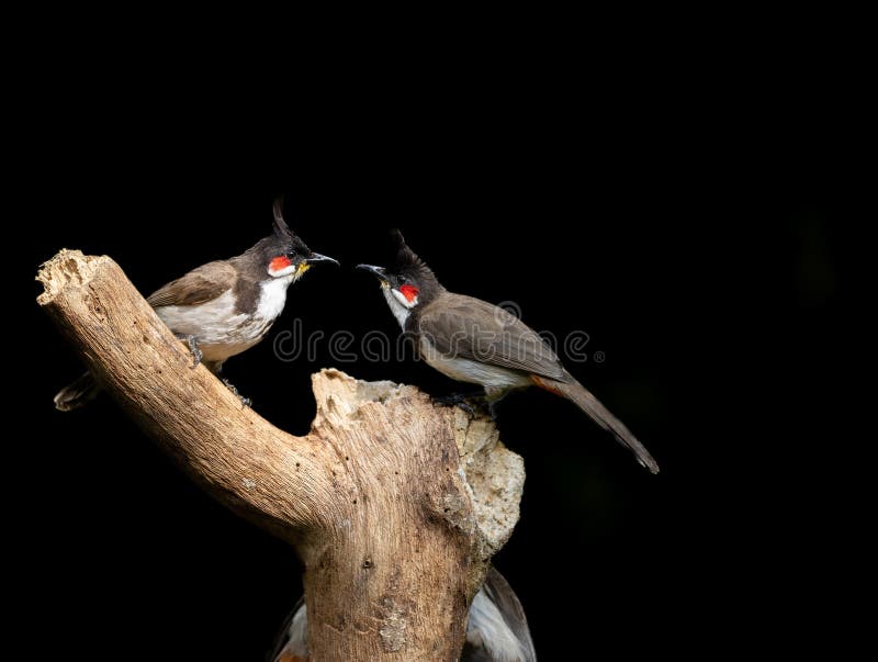 Red Vented Bulbul on a Tree Trunk Stock Image - Image of wild, animal ...