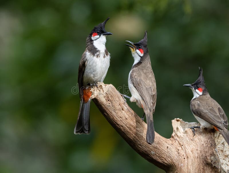 Red Vented Bulbul on a Tree Trunk Stock Image - Image of beak, closeup ...