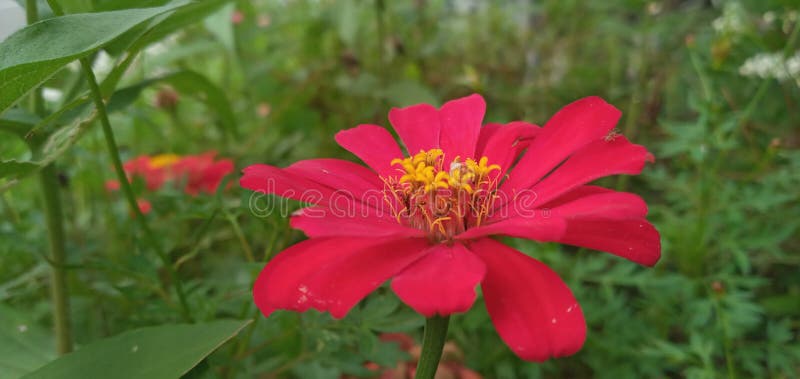 Red vermillion stock photo. Image of wild, nature, flower - 264751870