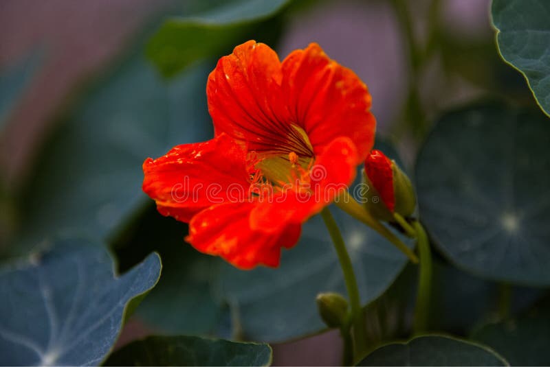 Red Vibrant Color Spring Flower, Red Romantic Flower Stock Image ...