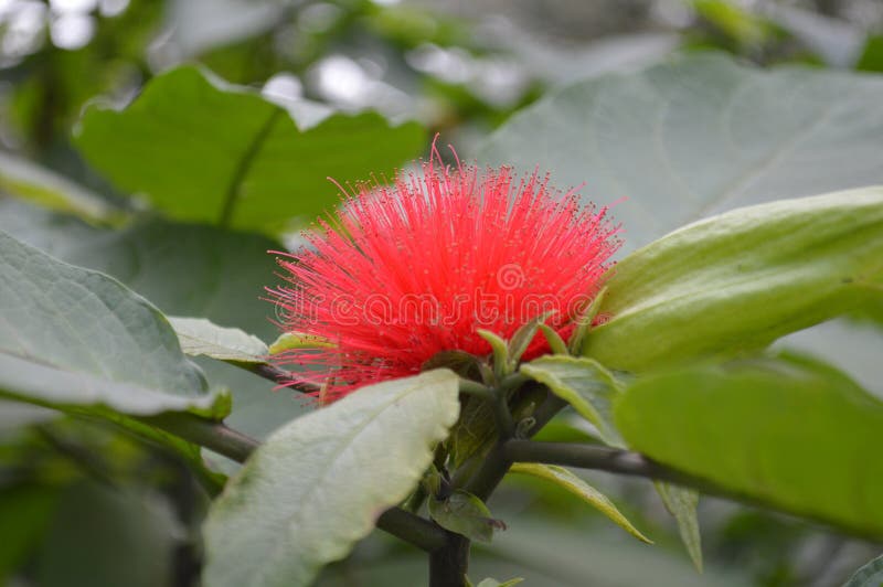 Red Vibrant Flower in a Forest Stock Image - Image of flower, hill ...