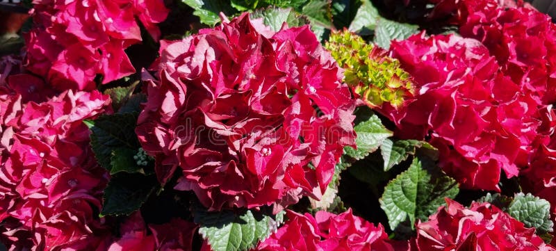 Red Vibrant Hydranga Macrophylla Flower Closeup Stock Photo - Image of ...