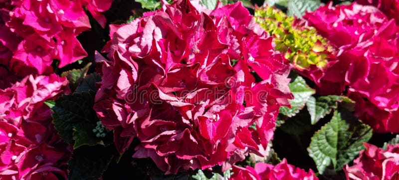 Red Vibrant Hydranga Macrophylla Flower Closeup Stock Photo - Image of ...