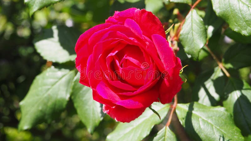 Vibrant Red Rose stock image. Image of close, crimson - 127857337